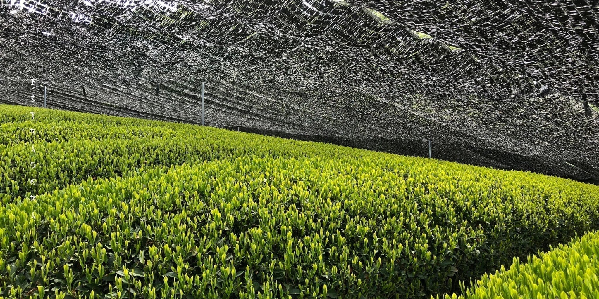 How Matcha Is Made: Matcha Processing Process & Production Steps