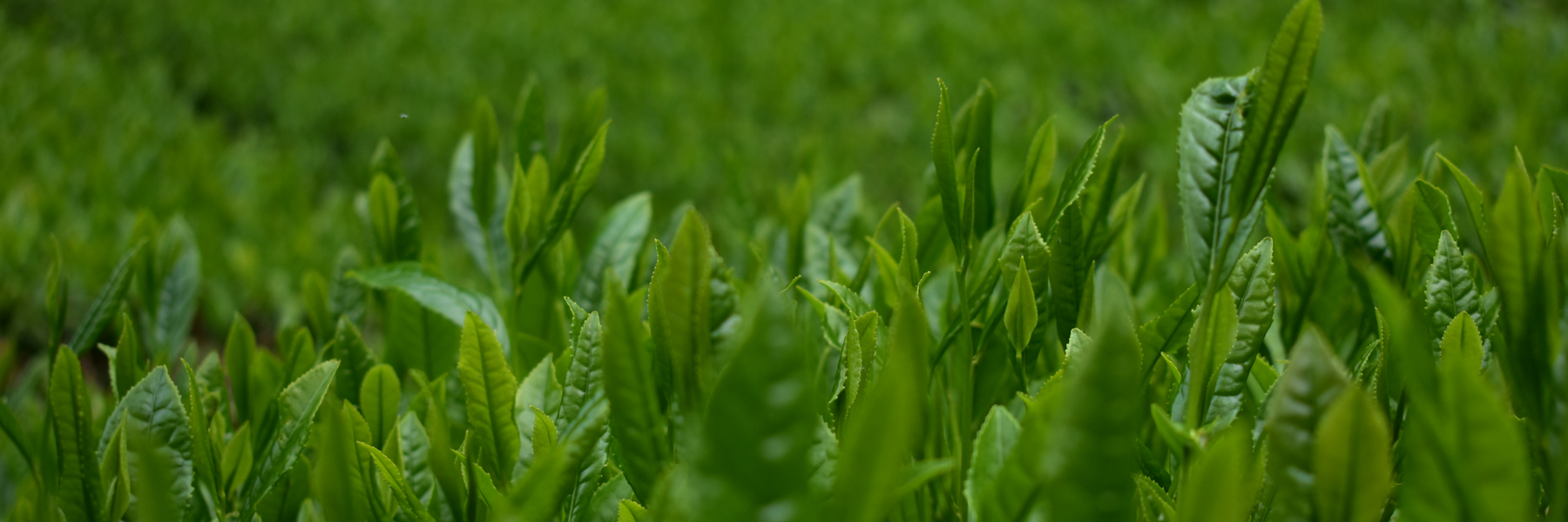 Matcha | Superior Grade Authentic Japanese Matcha | Cyprus & worldwide